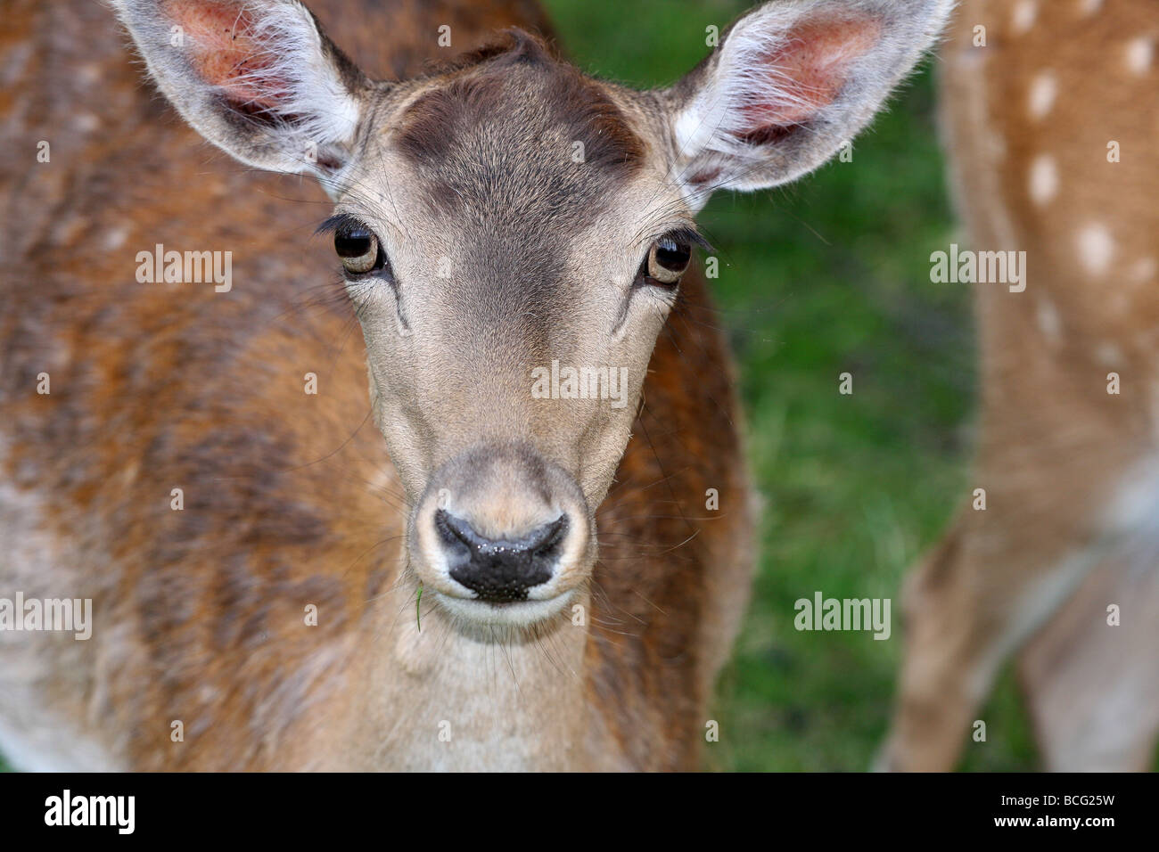 Female fallow deer hi-res stock photography and images - Alamy