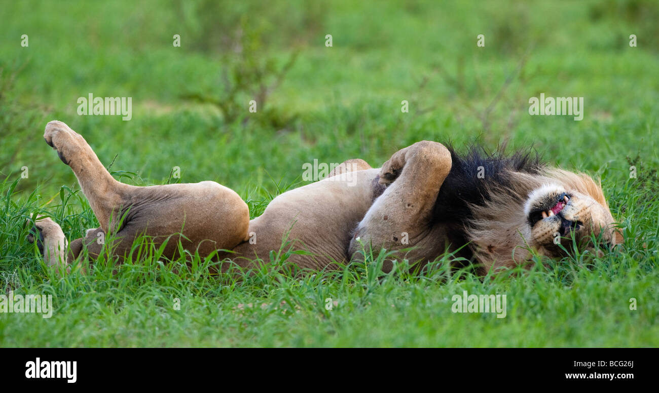 Lion sleeping hi-res stock photography and images - Alamy