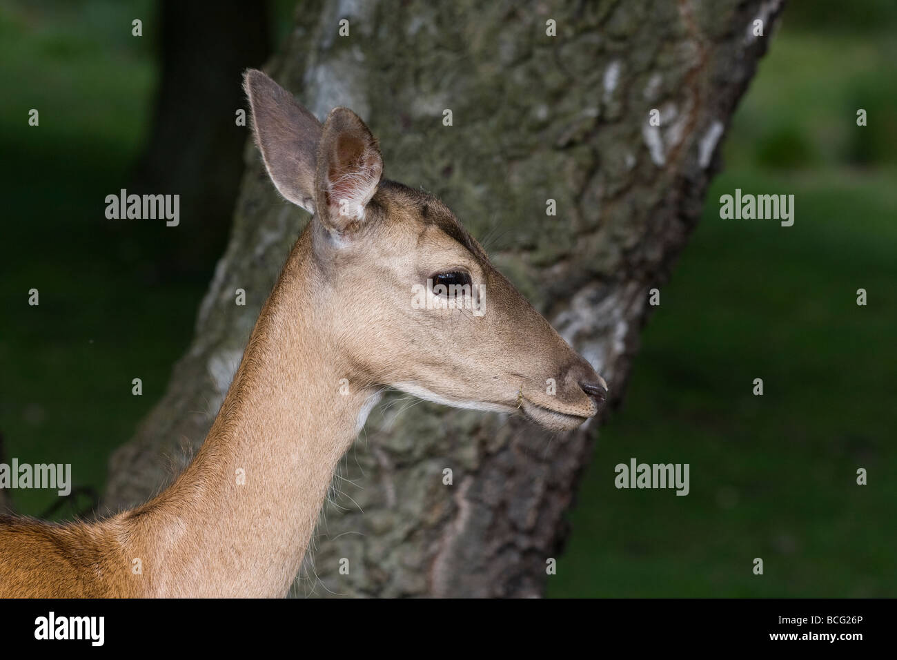Female fallow deer hi-res stock photography and images - Alamy