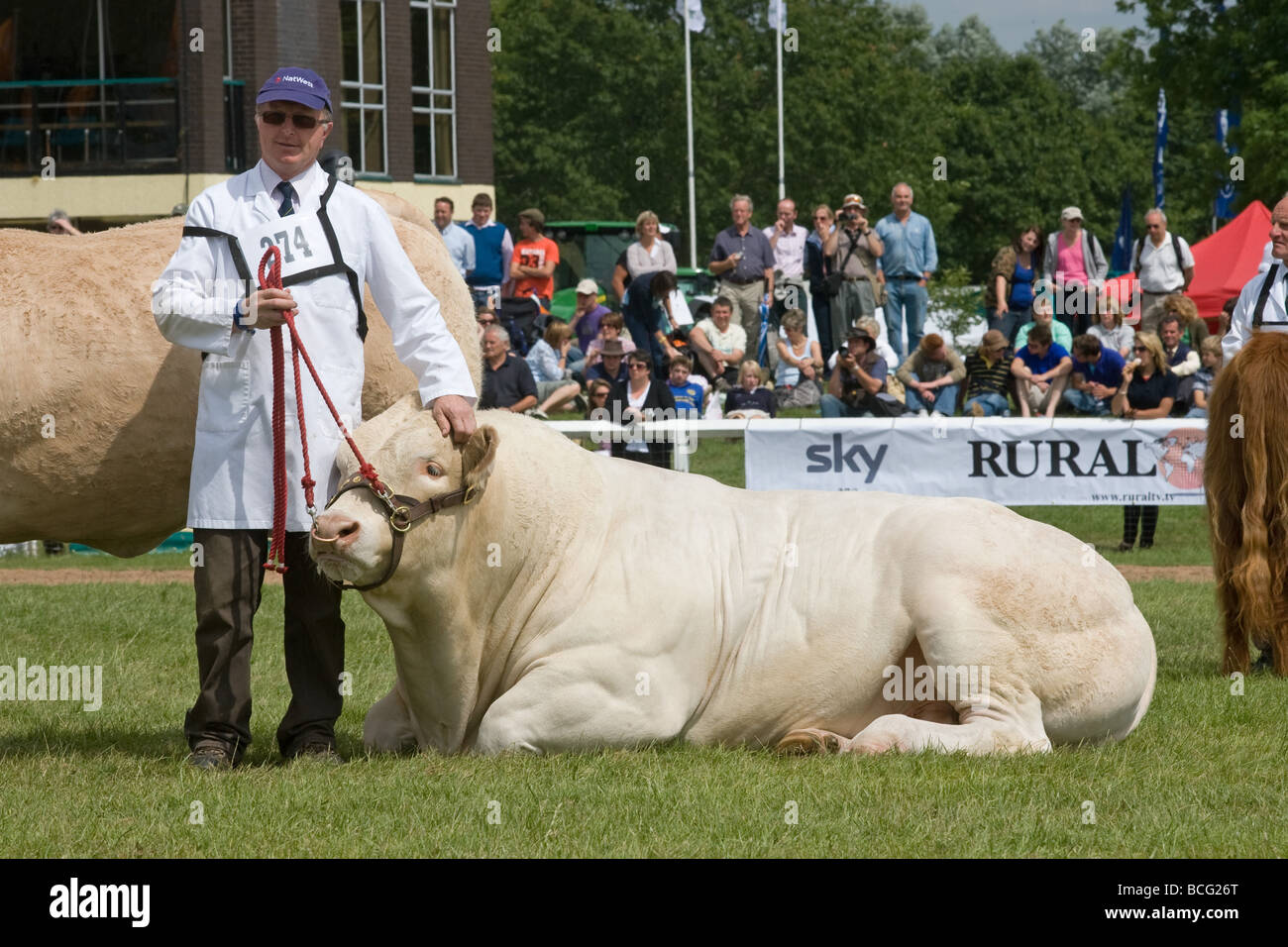 Tired bull hi-res stock photography and images - Alamy