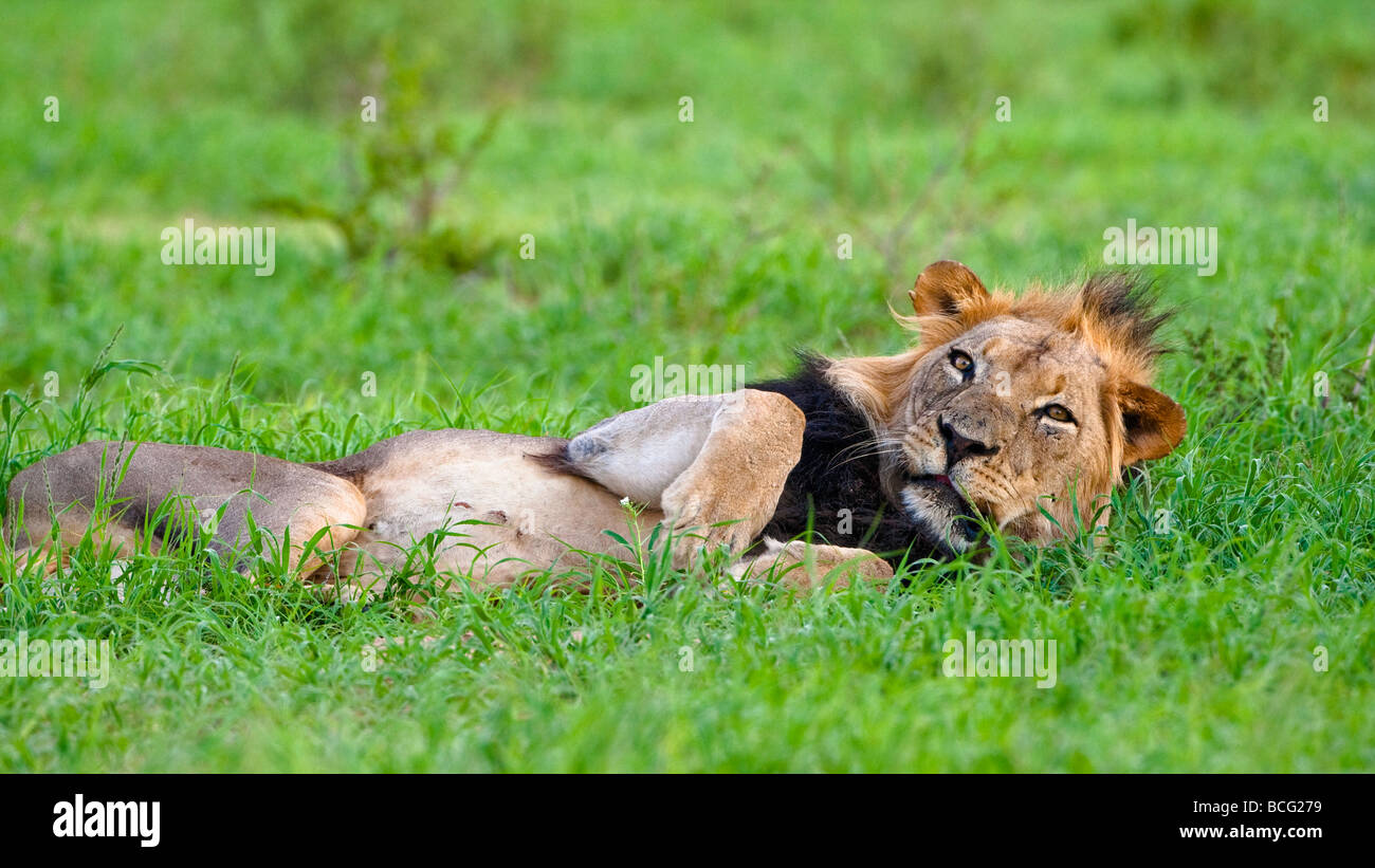 Waking lion hi-res stock photography and images - Alamy