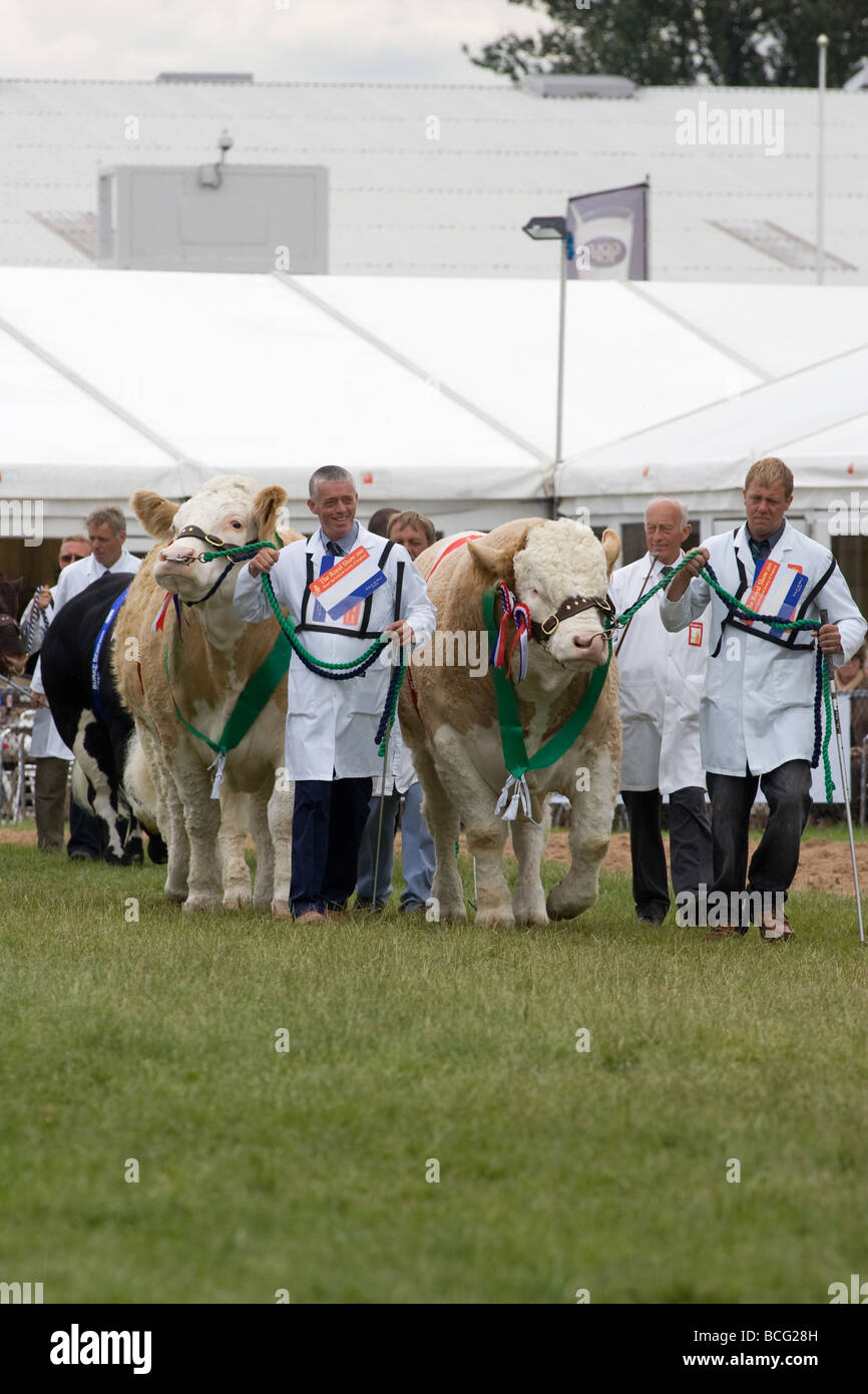 Stockmen Showing Cattle At The Last Royal Show 2009 Stock Photo - Alamy