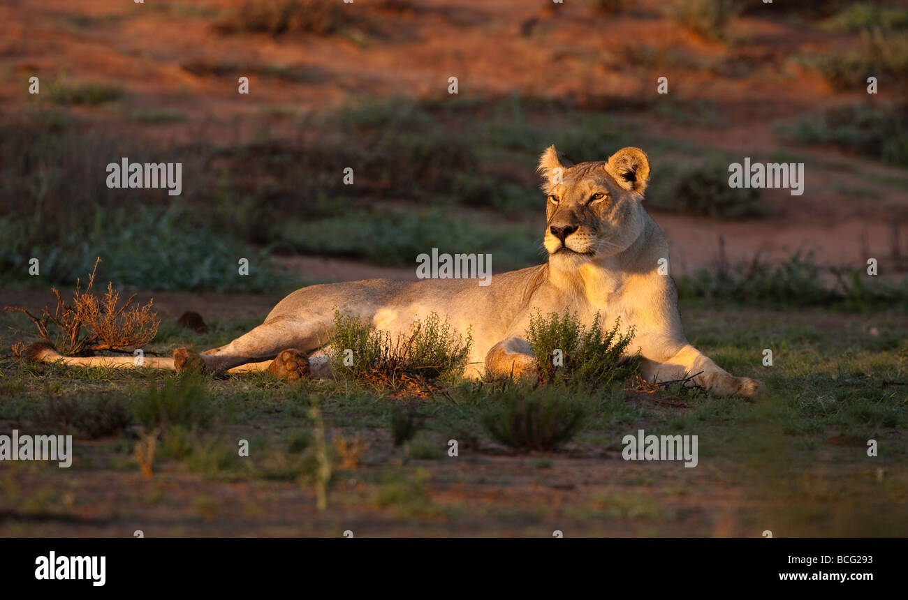 lioness at sunrise Stock Photo - Alamy