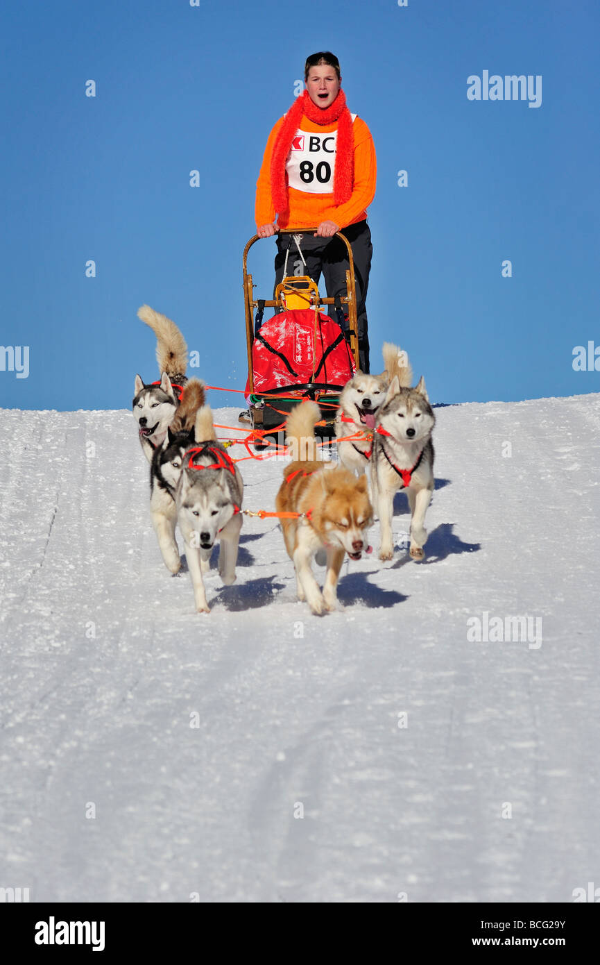 Details of a sled dog team in full action heading towards the camera ...