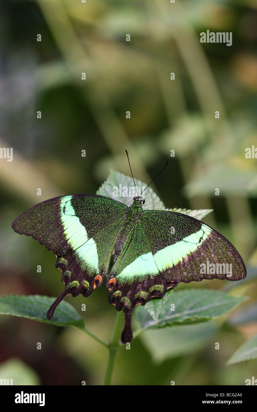 Banded peacock butterfly hi-res stock photography and images - Alamy