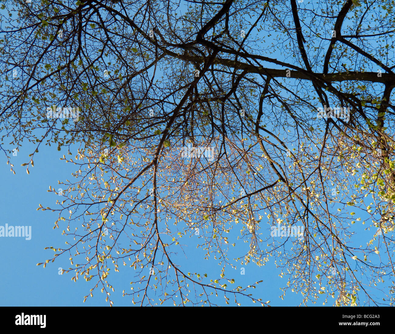 Sun and shade on spring leaves Stock Photo - Alamy