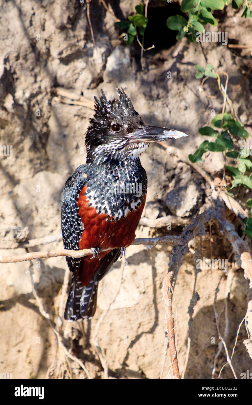 Giant kingfisher bird hi-res stock photography and images - Alamy