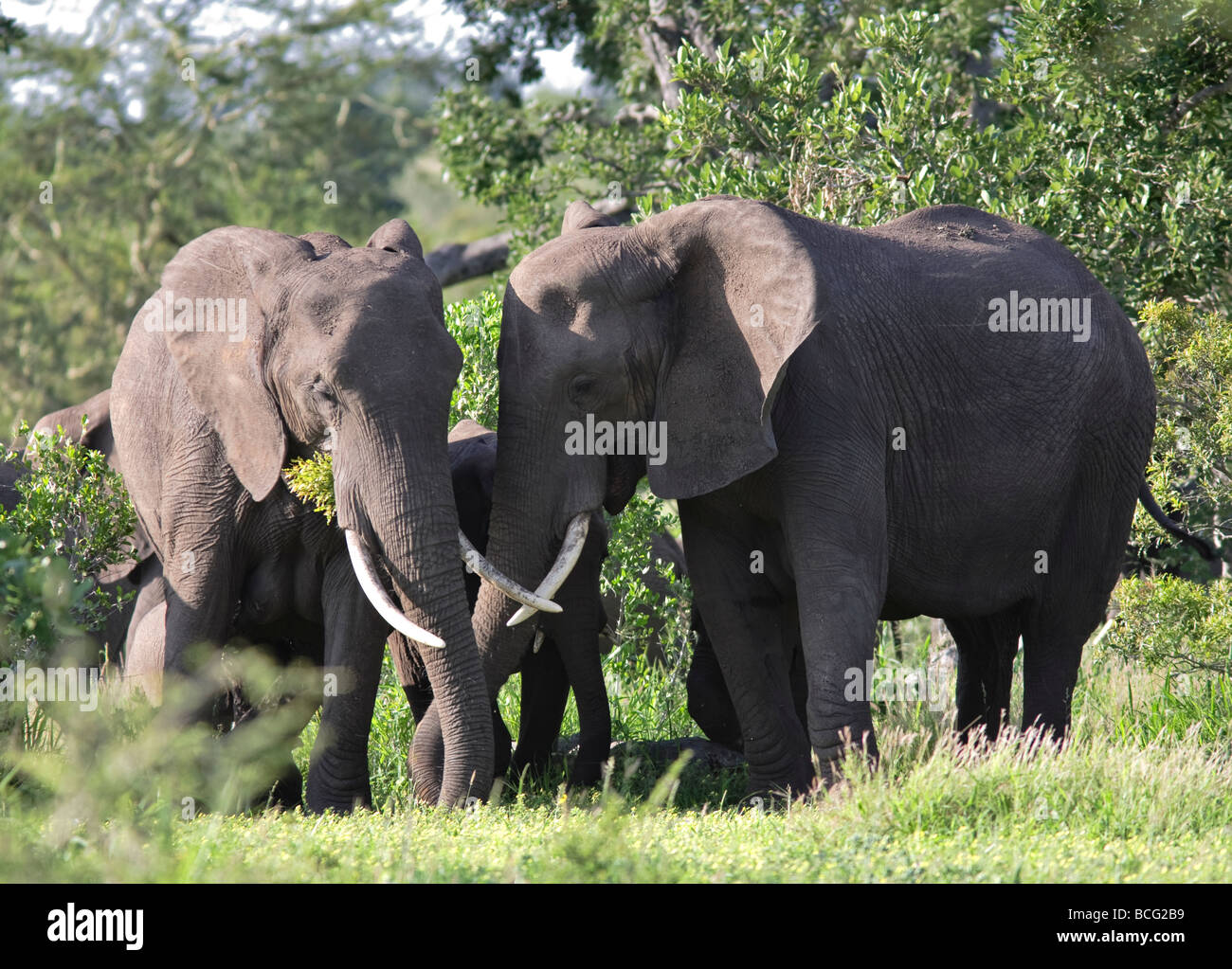 Protecting elephant hi-res stock photography and images - Alamy