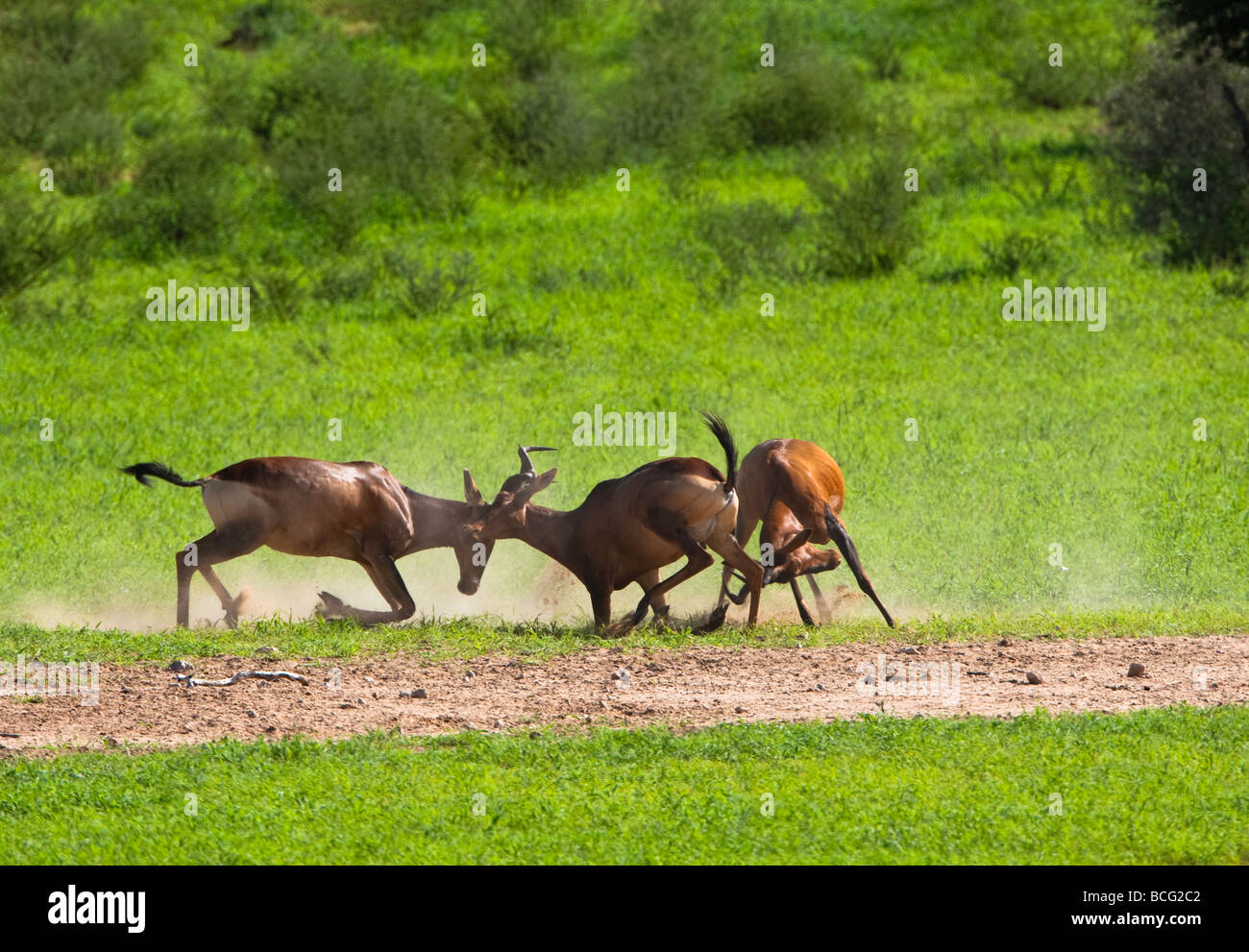 Red fight hi-res stock photography and images - Alamy
