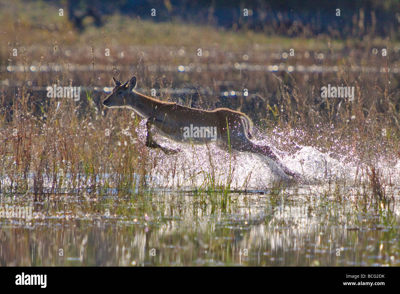 Lechwe antelope water splash africa hi-res stock photography and images ...