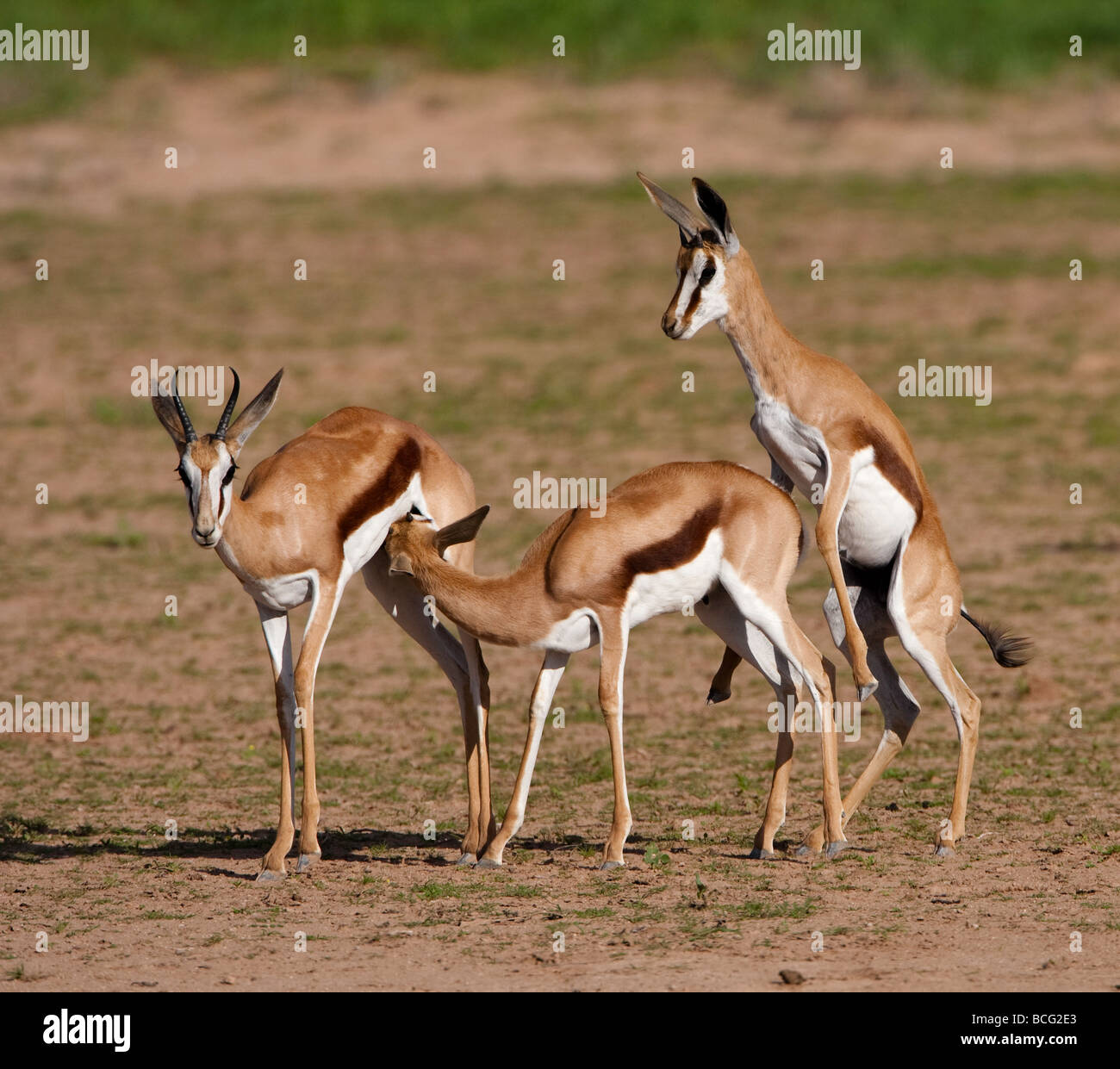 Springbok mating hi-res stock photography and images - Alamy