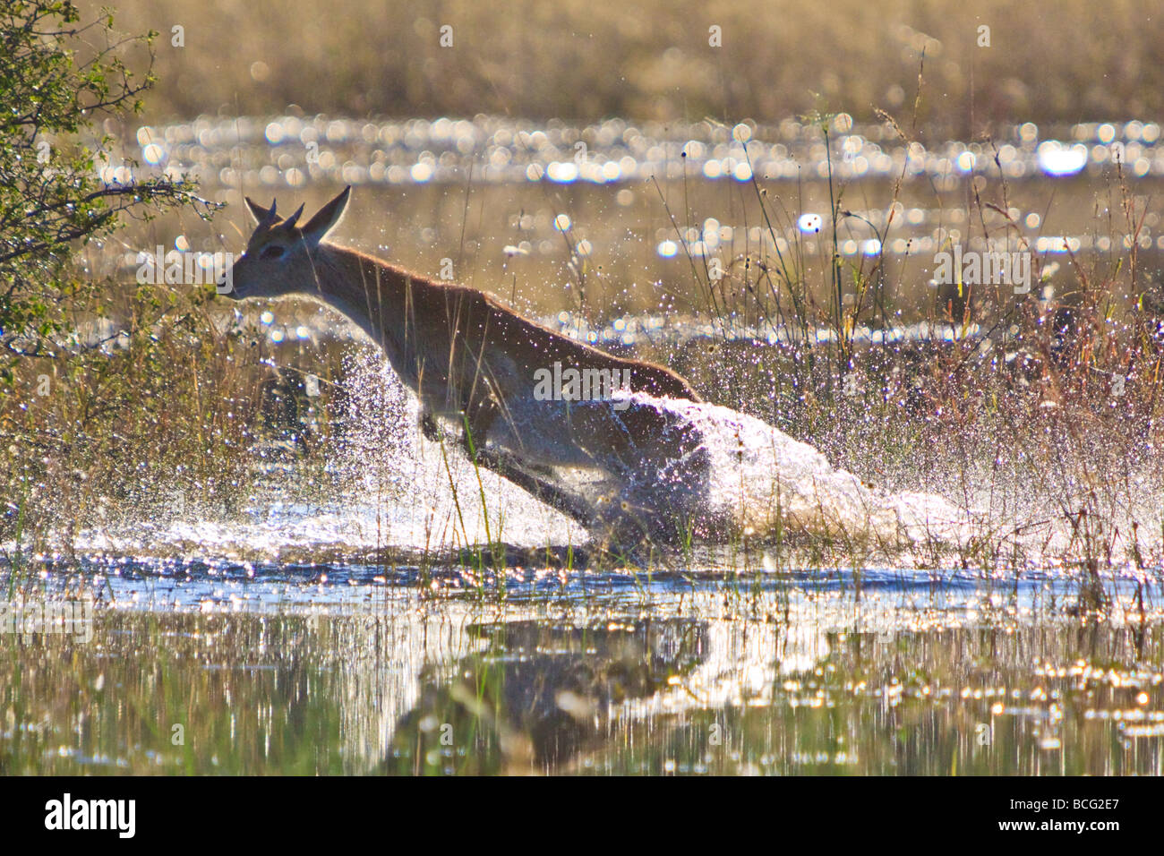 Lechwe water hi-res stock photography and images - Alamy