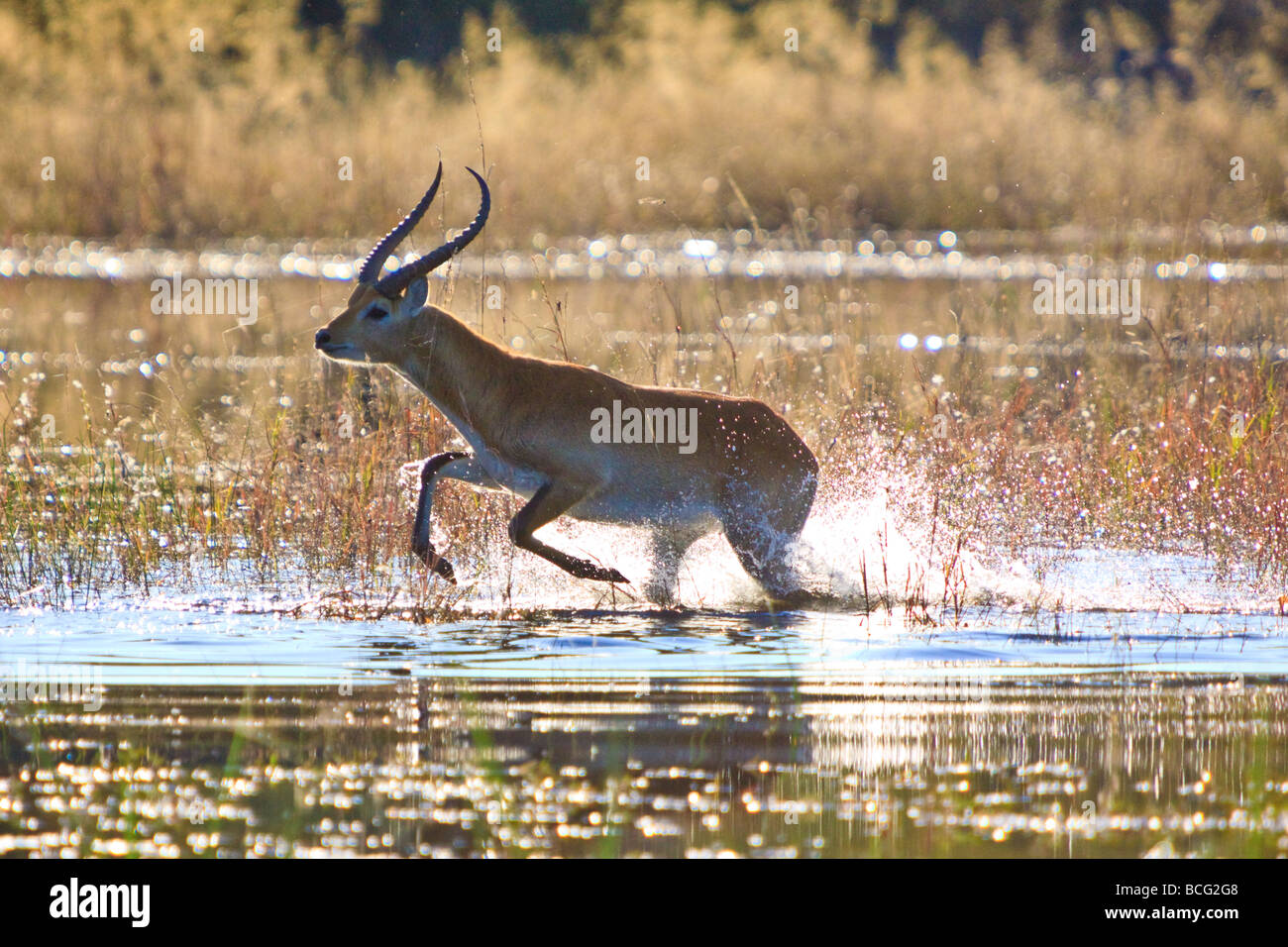 Lechwe antelope water splash africa hi-res stock photography and images ...