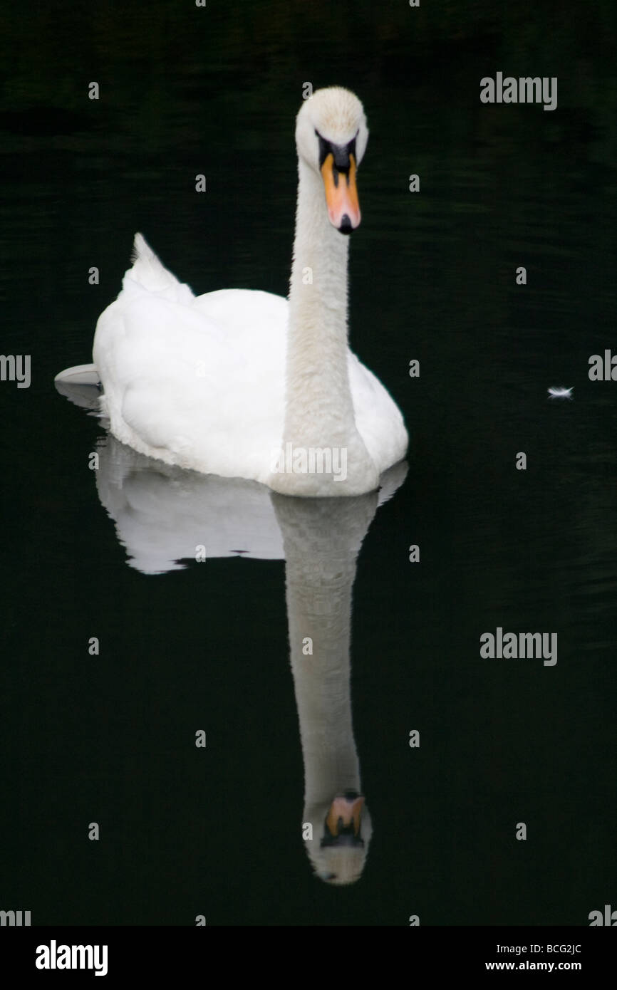 White swan with his neck extended swimming in the dark water, feather ...