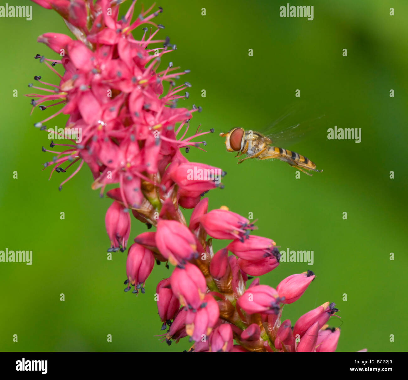 Flying insect wings flight hoverfly hi-res stock photography and images ...