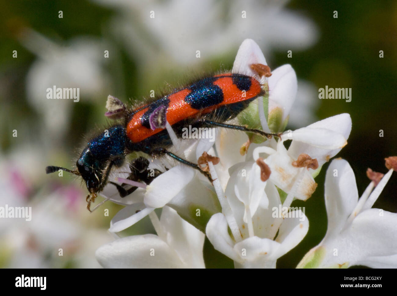 Bee beetle hi-res stock photography and images - Alamy
