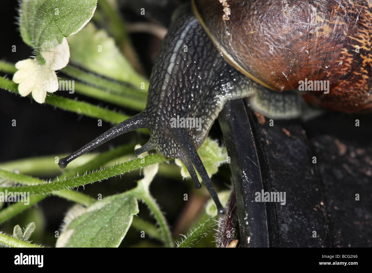 Common garden snail on plant Stock Photo - Alamy