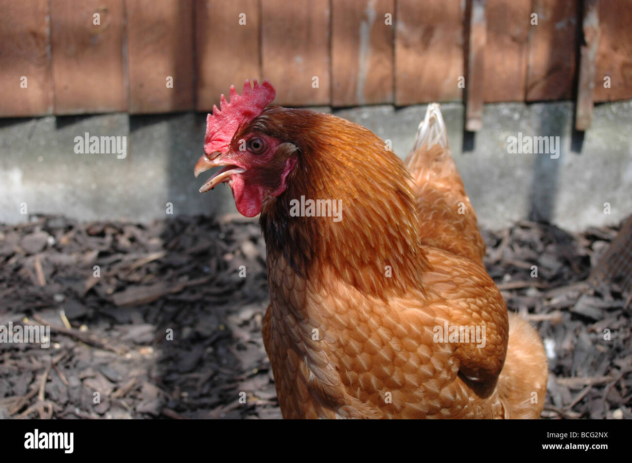 One Chicken outside enjoying the sun Stock Photo - Alamy