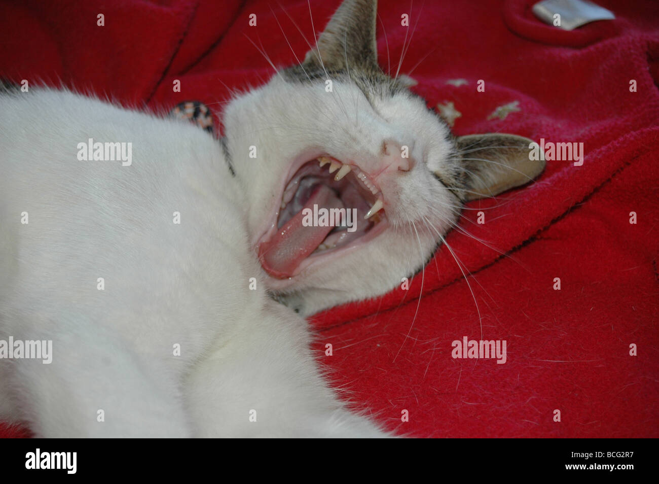Cat Yawning on a Red Dressing Goan Stock Photo - Alamy