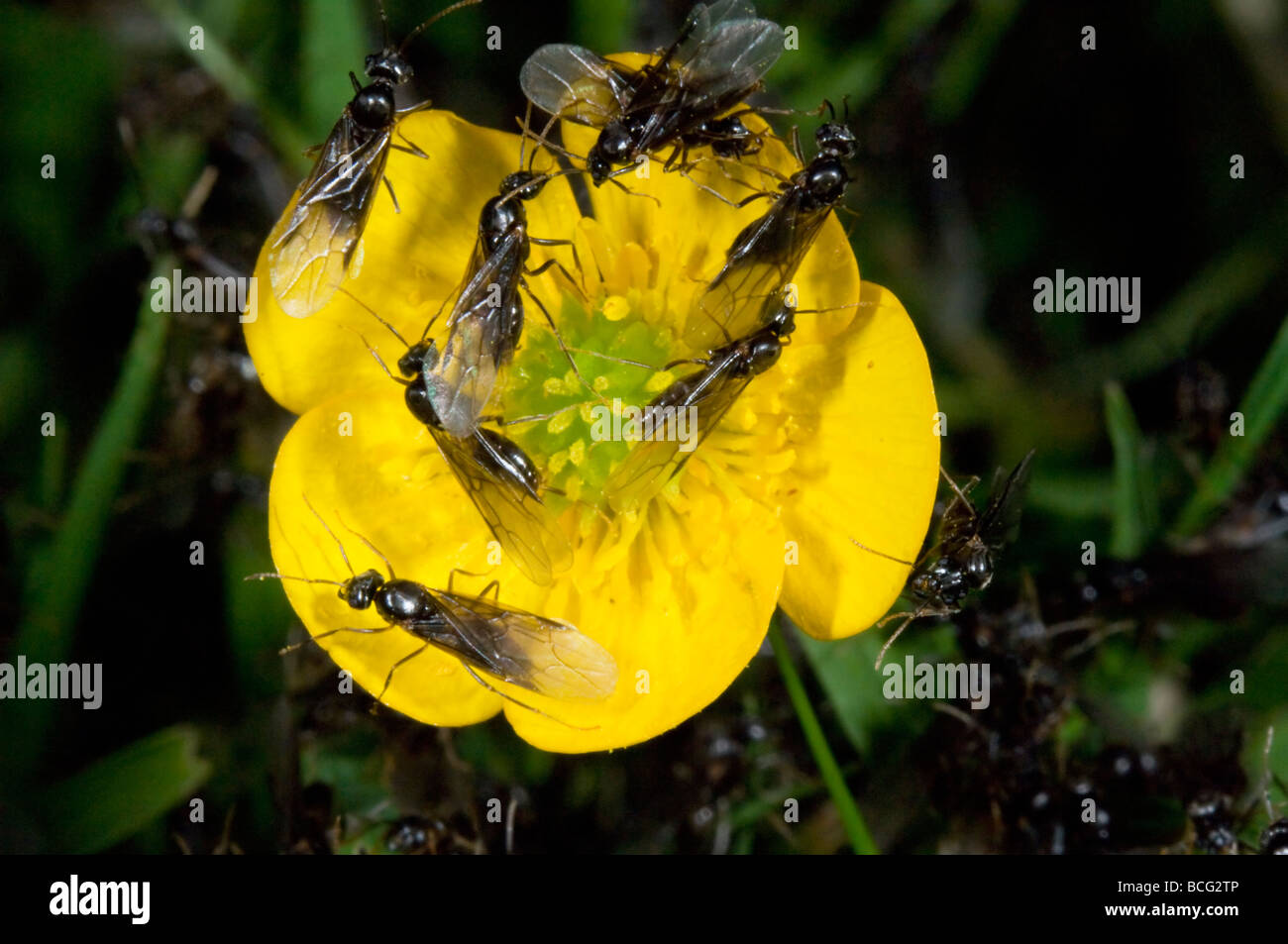 Ant Swarm, Surrey, UK Stock Photo - Alamy