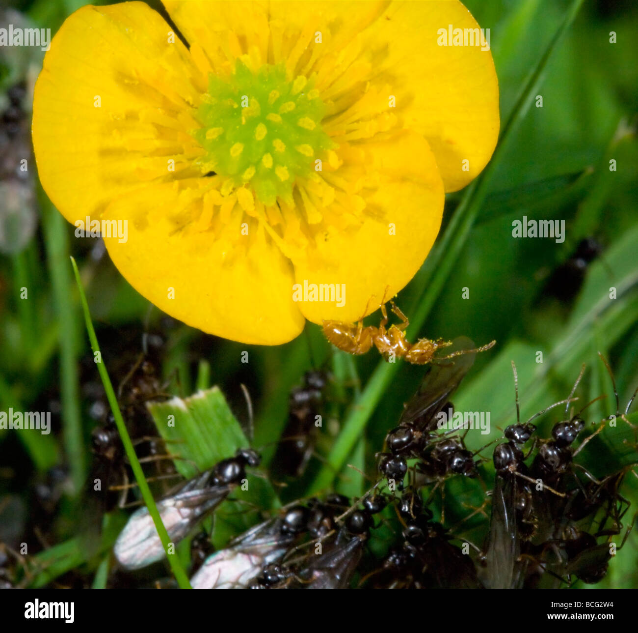 Ant Swarm, Surrey, UK Stock Photo - Alamy