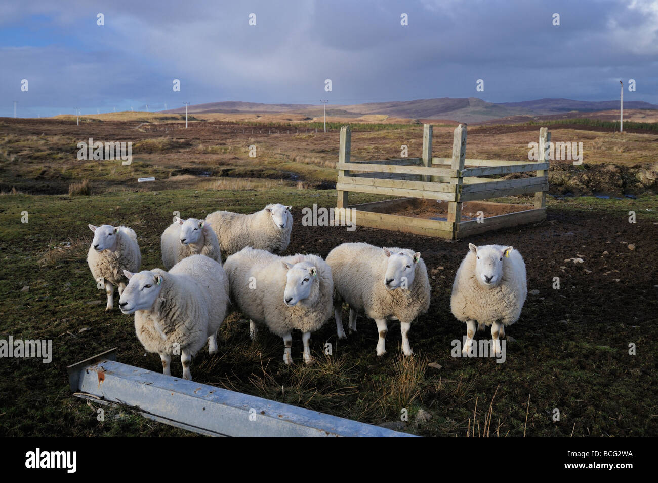Highland sheep hi-res stock photography and images - Alamy