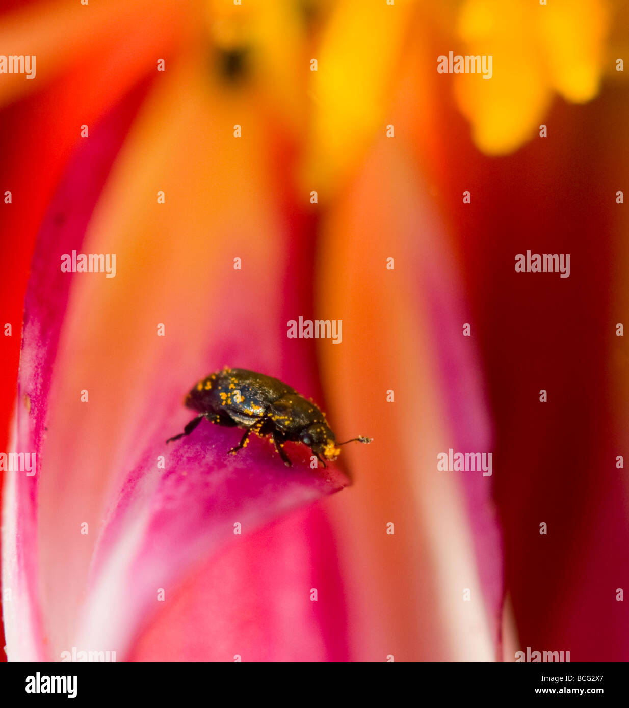 Pollen beetles hi-res stock photography and images - Alamy