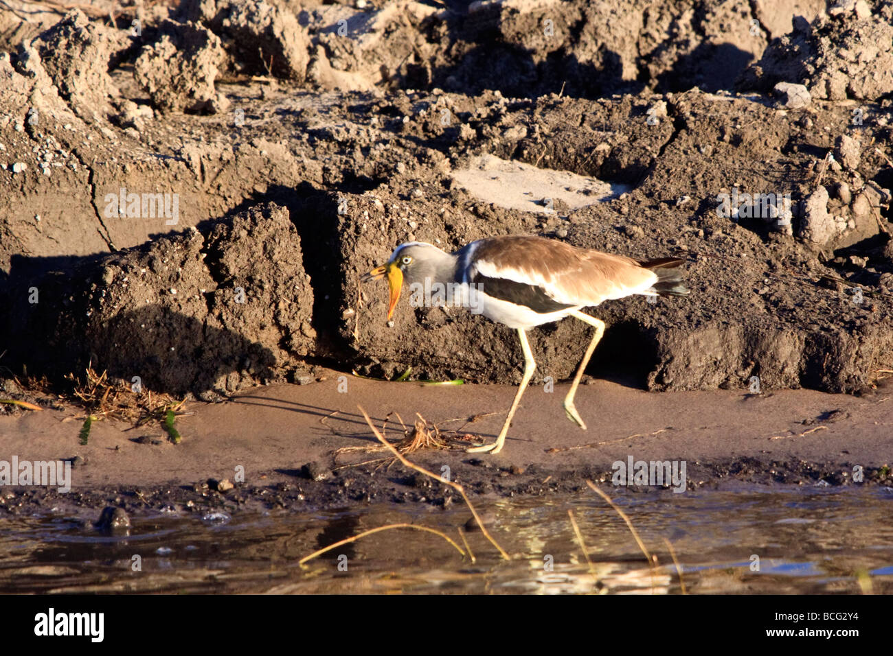African wattled lapwing plover hi-res stock photography and images - Alamy