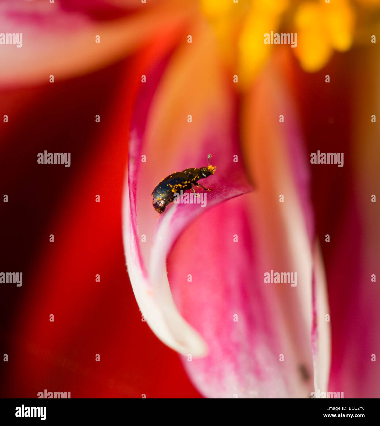 Pollen beetles hi-res stock photography and images - Alamy