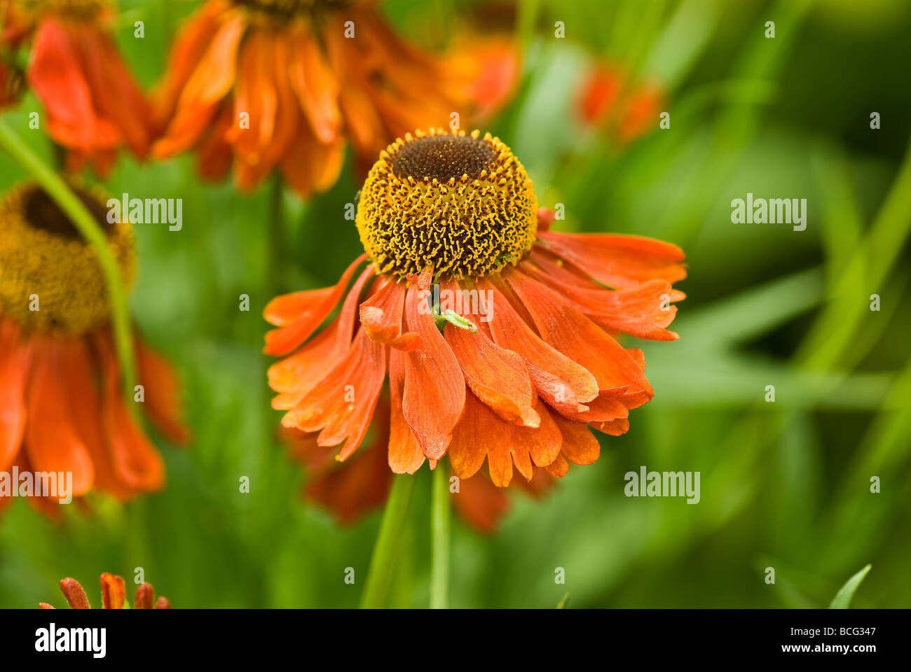 Helenium waldtraut hi-res stock photography and images - Alamy