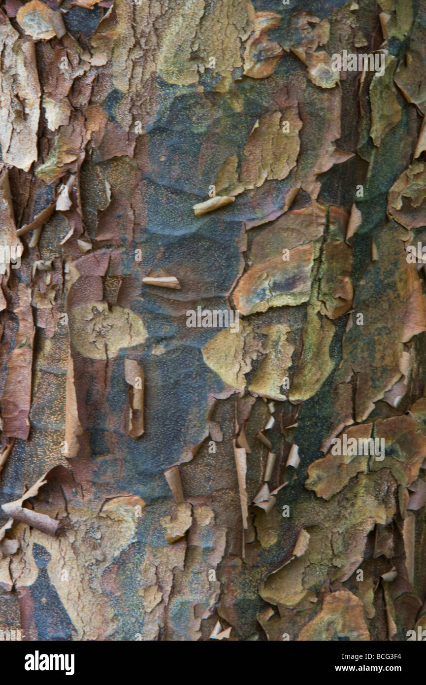 Paperbark maple acer griseum england hi-res stock photography and ...