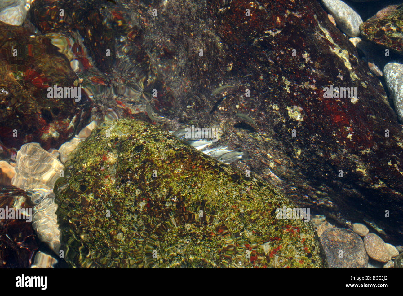 How fish survive hi-res stock photography and images - Alamy