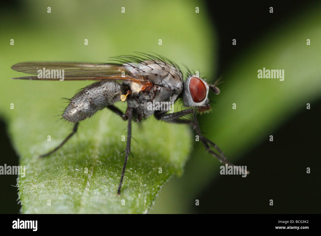 This is most likely Helina impuncta, a member of the huge Helina genus ...