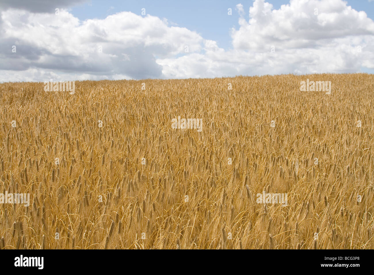 Corn field near hi-res stock photography and images - Alamy