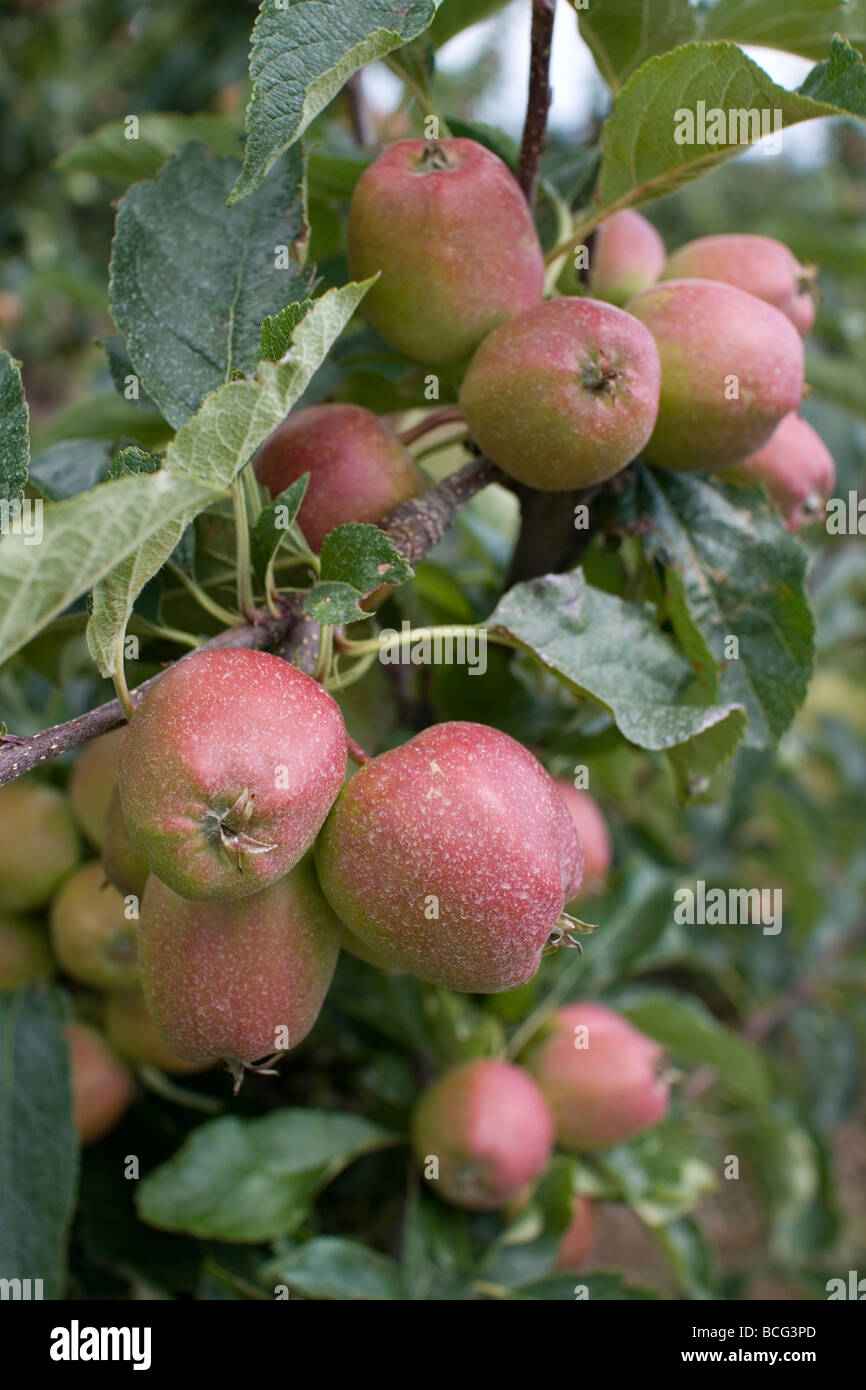 An apple orchard near Sutton Valence in Kent, England Stock Photo - Alamy
