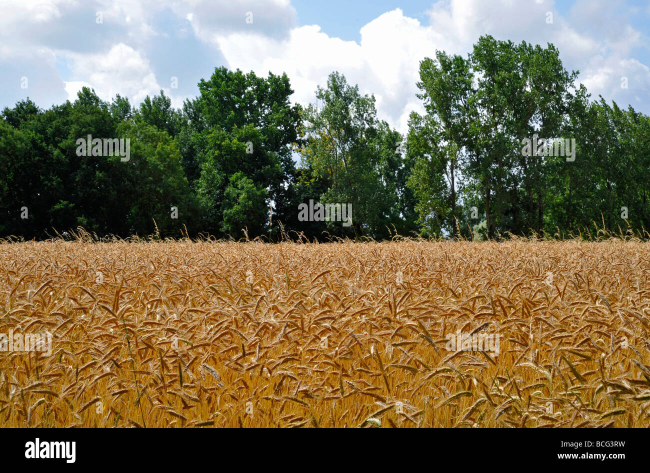 Wildlife in cornfields hi-res stock photography and images - Alamy
