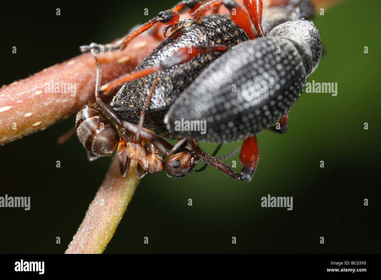 A horse ant (Formica rufa) attacking two mating beetles (Otiorhynchus ...