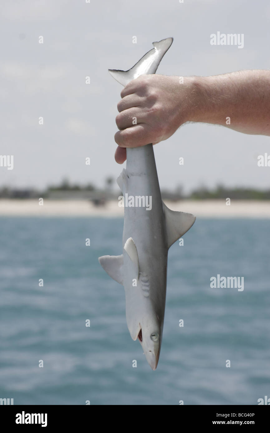 Man holding a baby shark in his hand he has catches Stock Photo - Alamy