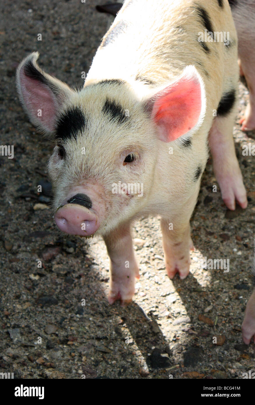 Swill pig feed hi-res stock photography and images - Alamy