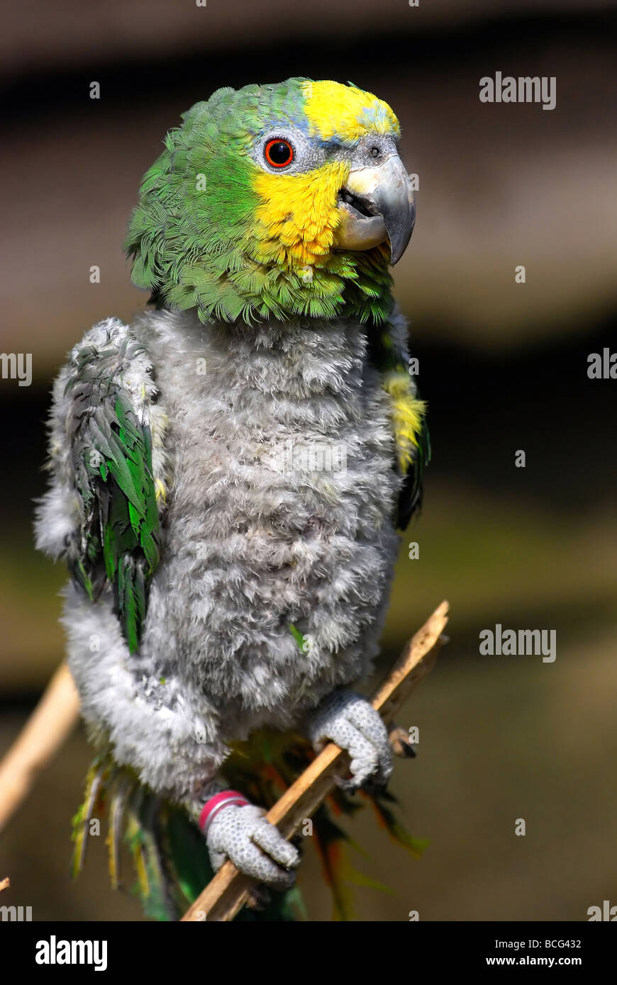 Baby parrot hi-res stock photography and images - Alamy