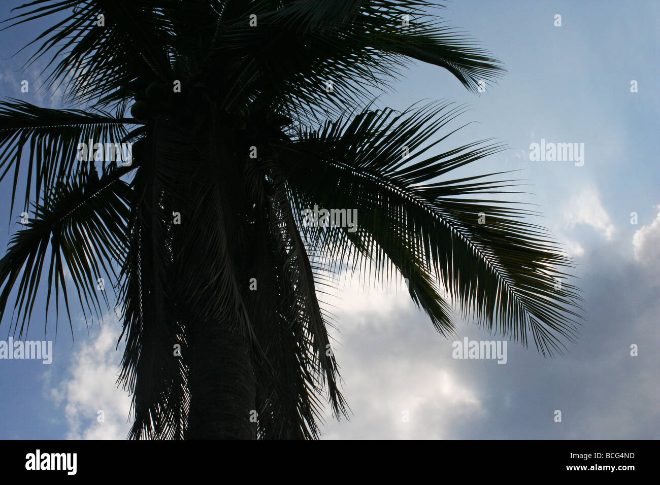 Palmier tree hi-res stock photography and images - Alamy