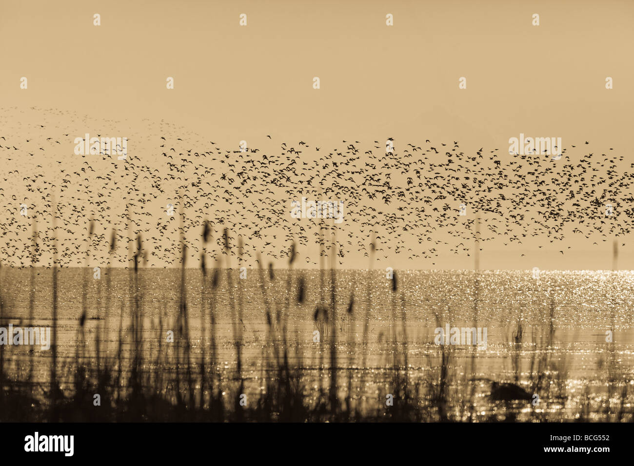Bc birds hi-res stock photography and images - Alamy