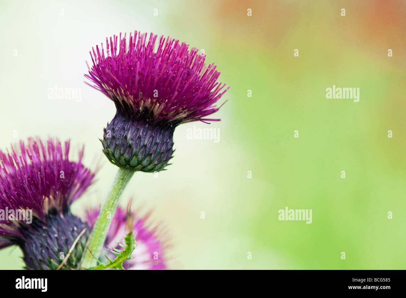 Cirsium rivulare 'atropurpureum'. Plume thistle 'Atropurpureum' / Brook ...