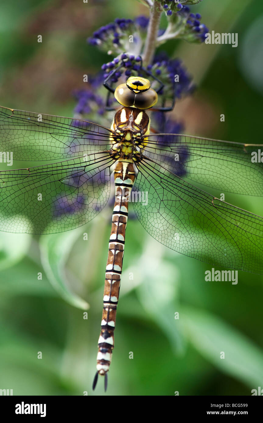 Southern hawker dragonflies hi-res stock photography and images - Alamy