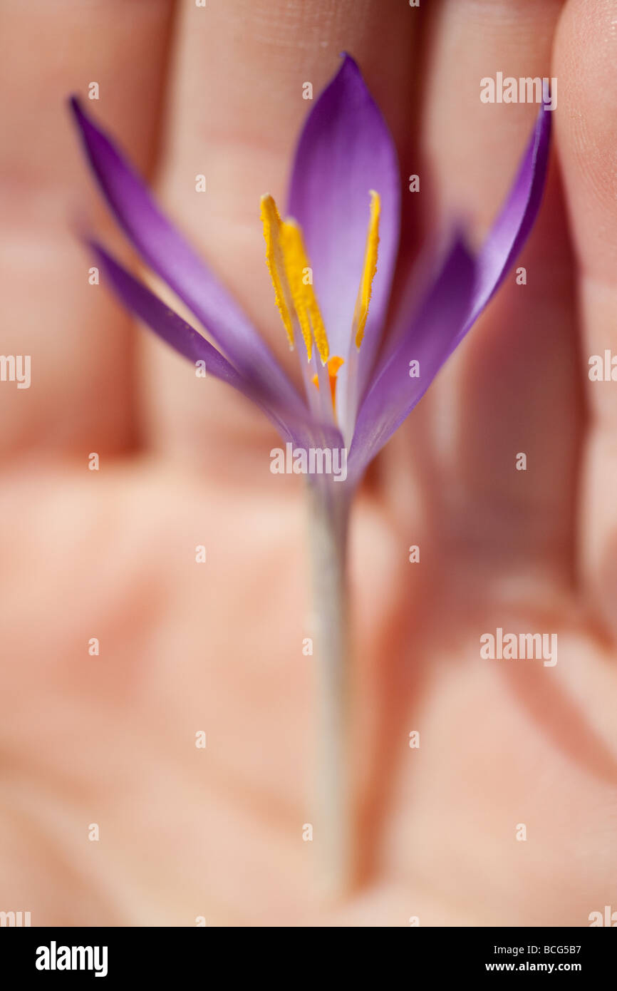 Hand to hand bloom hi-res stock photography and images - Alamy