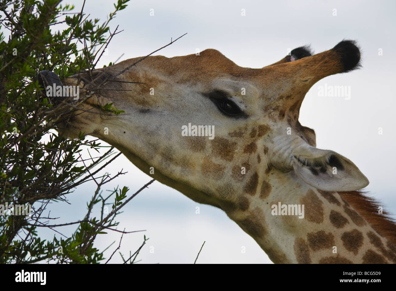 Giraffe (Giraffa camelopardalis) Giraffe close up face eating. Head ...