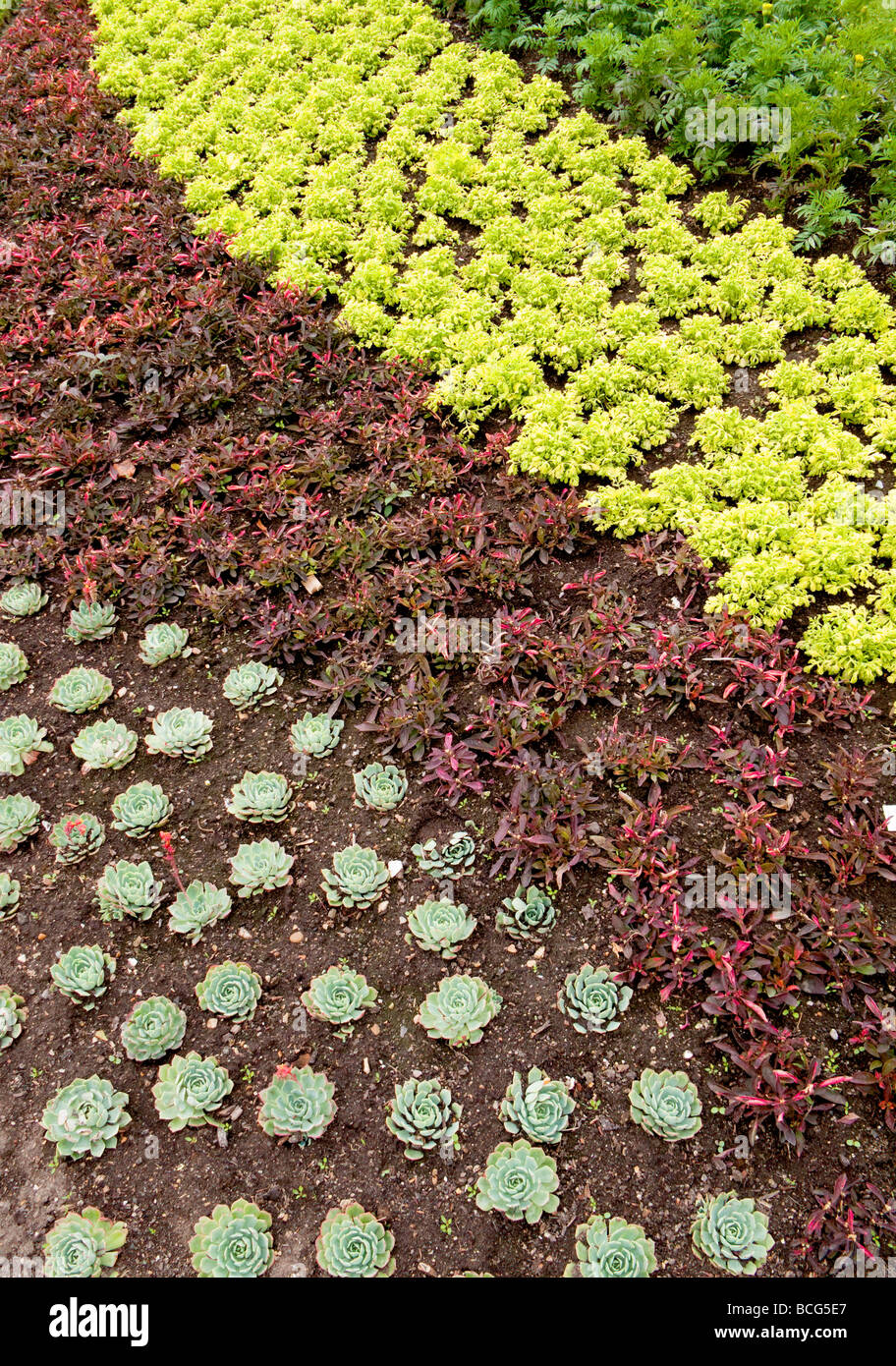 Coloured foliage patterns in a flower bed Stock Photo - Alamy