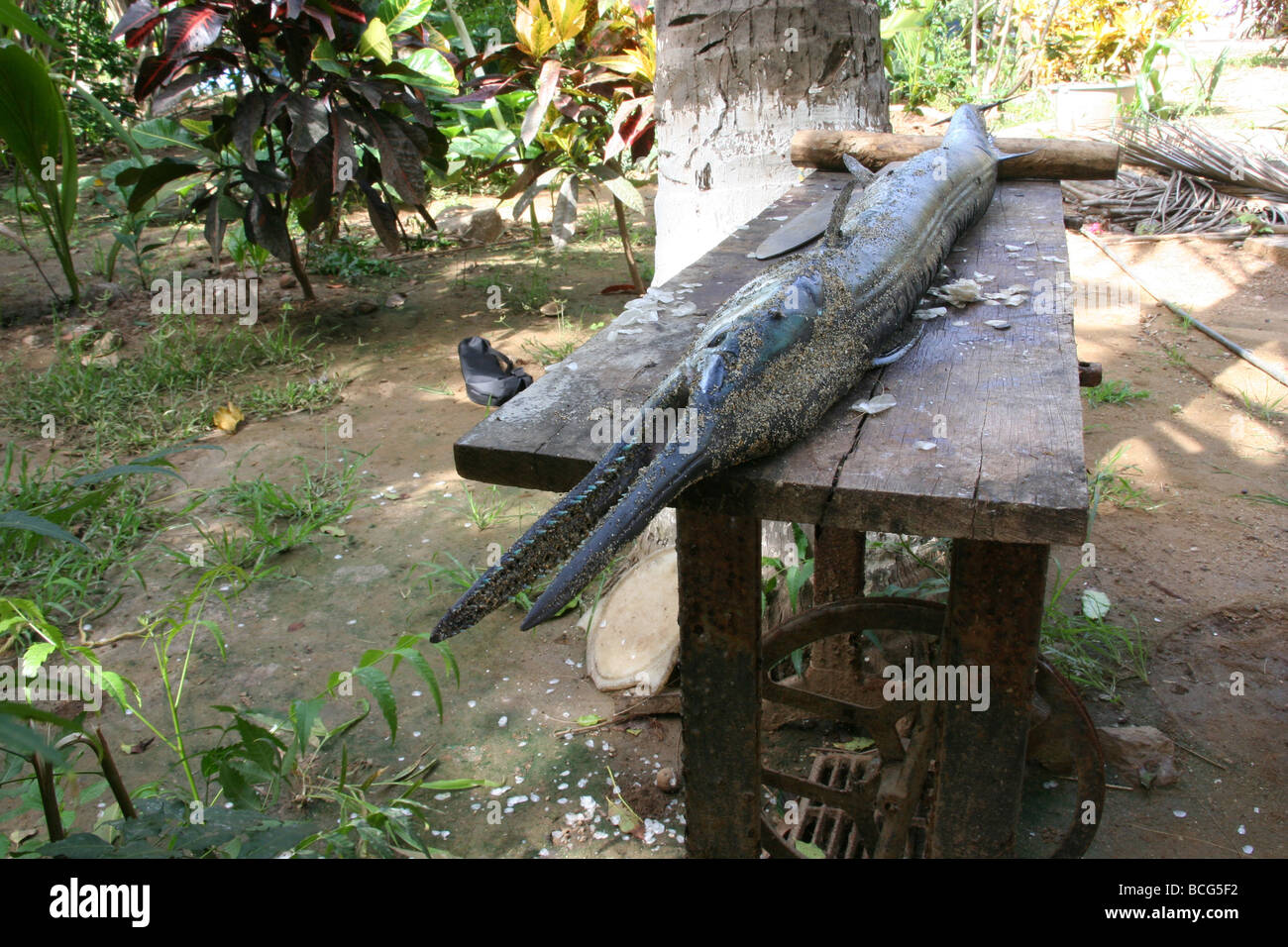 Needlefish captured in the coast of Oaxaca, Mexico Stock Photo - Alamy
