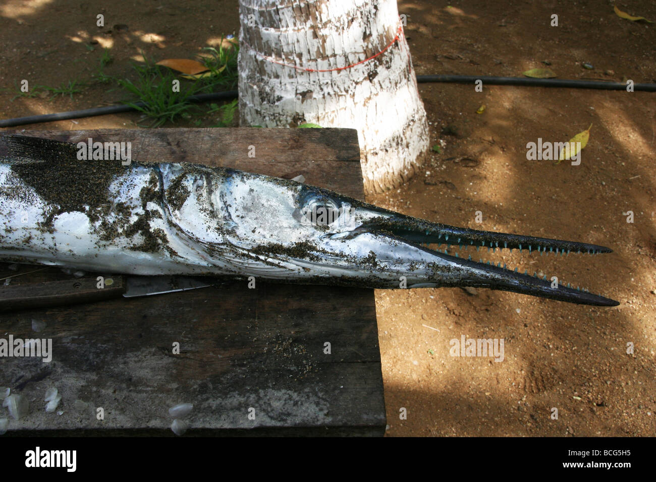 Needlefish captured in the coast of Oaxaca, Mexico Stock Photo - Alamy
