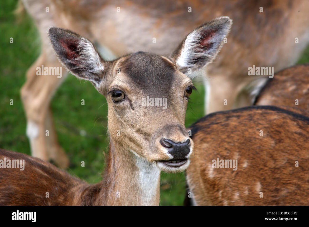 Cannock chase wildlife hi-res stock photography and images - Alamy